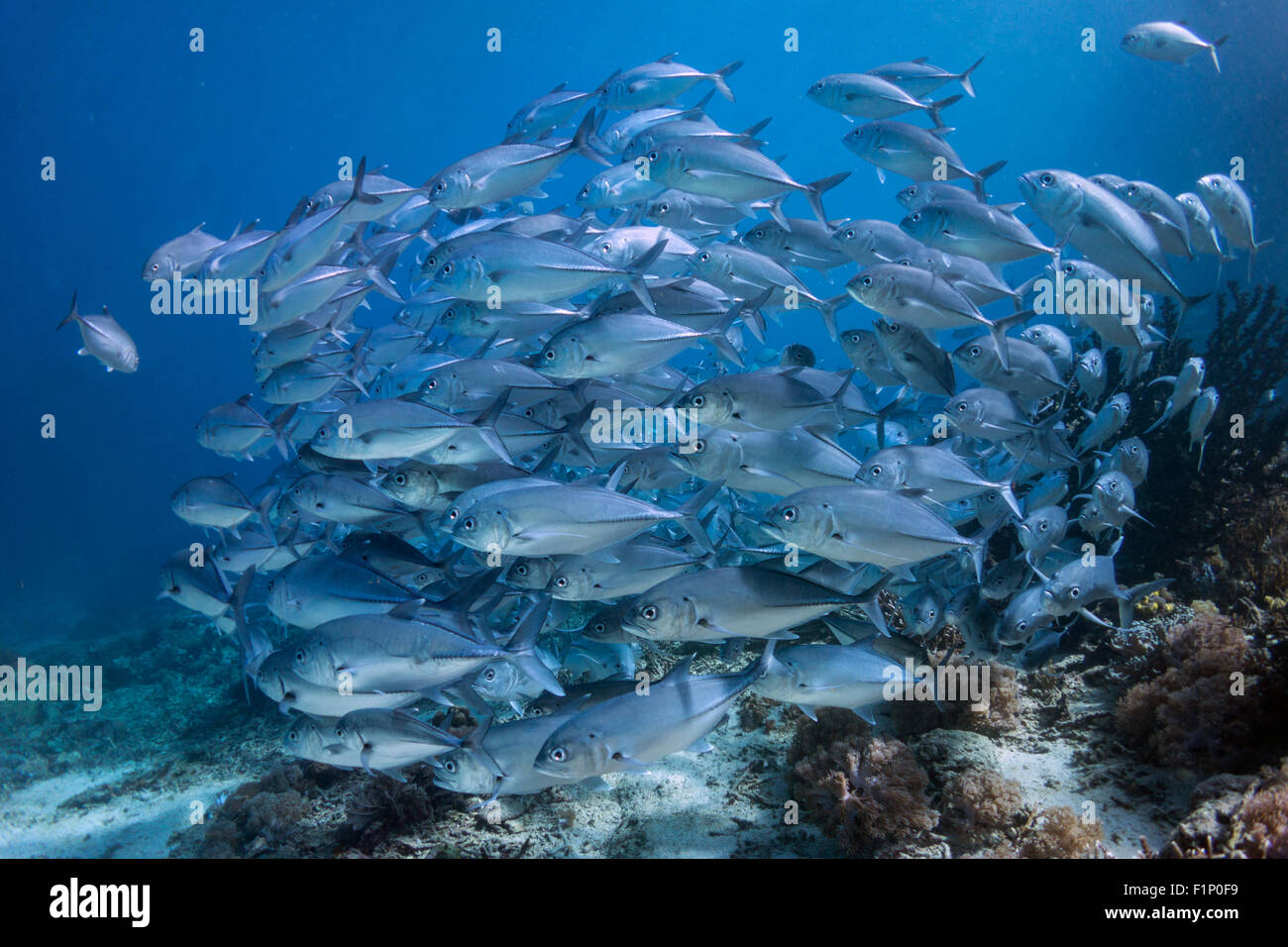 Ball fish hi-res stock photography and images - Alamy