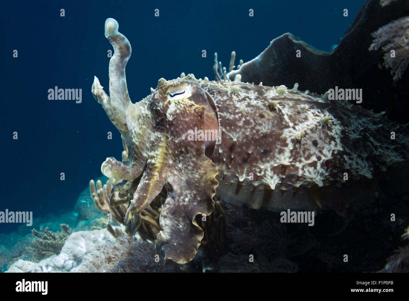 Cuttlefish ocean not aquarium hi-res stock photography and images - Alamy
