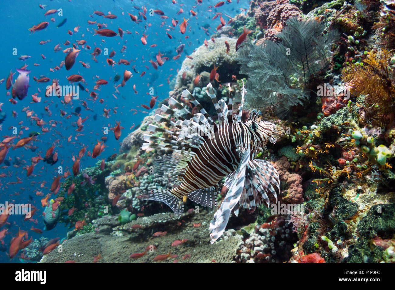 Colours underwater hi-res stock photography and images - Alamy