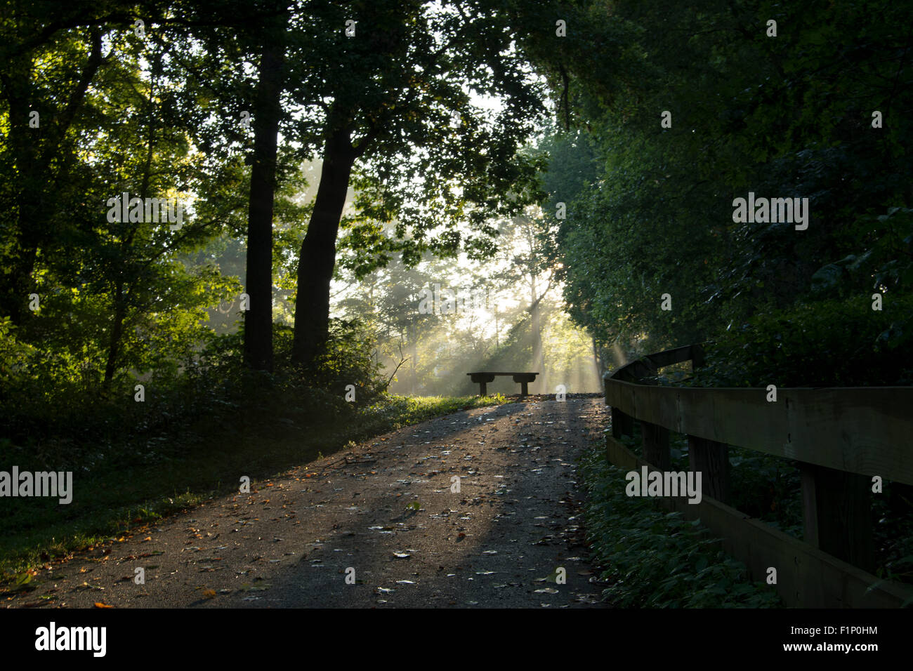 Sun rays streaming on a bench and walking path Stock Photo - Alamy
