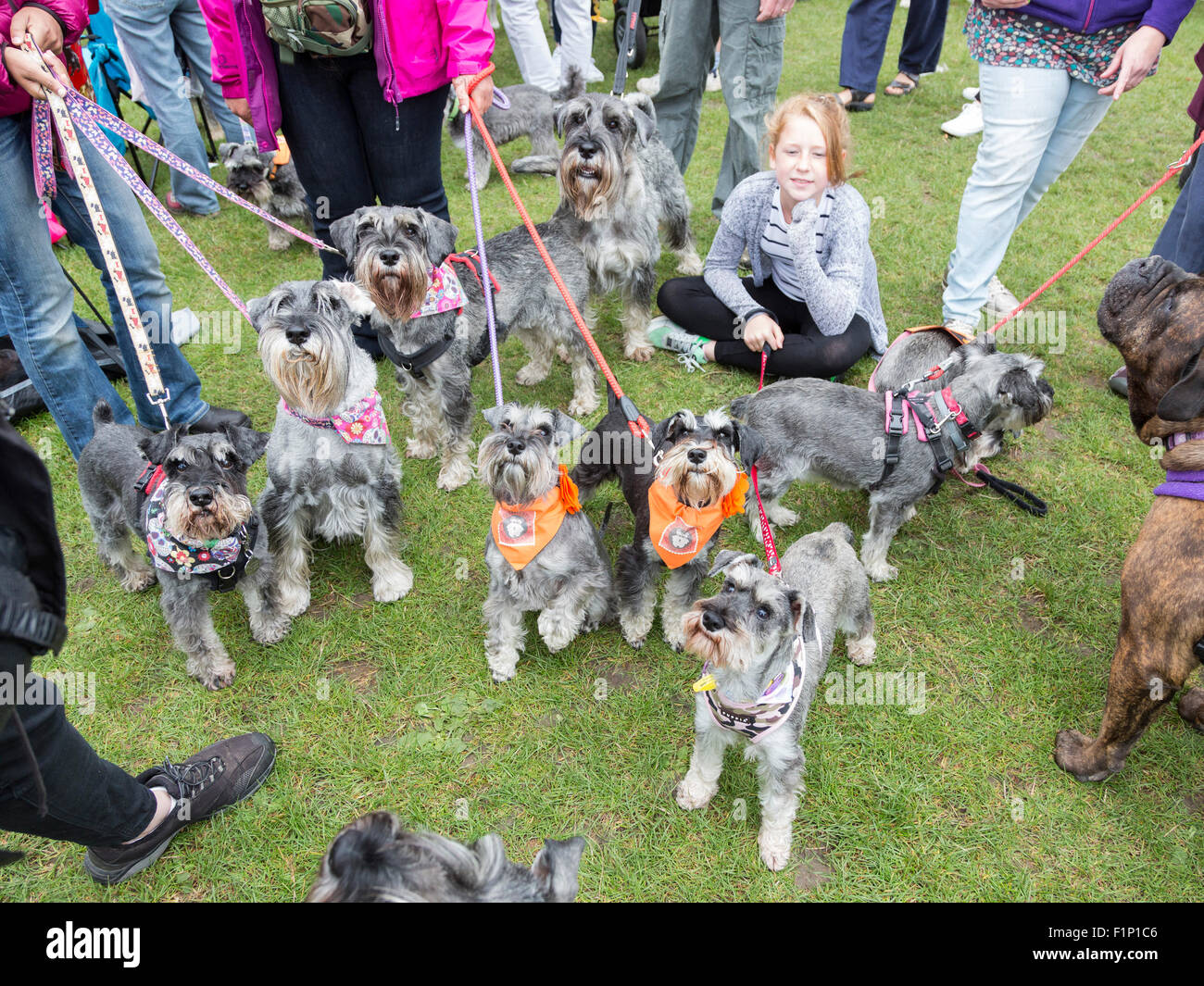 London, UK. 5 September 2015. A pack of Schnauzers and Miniature ...