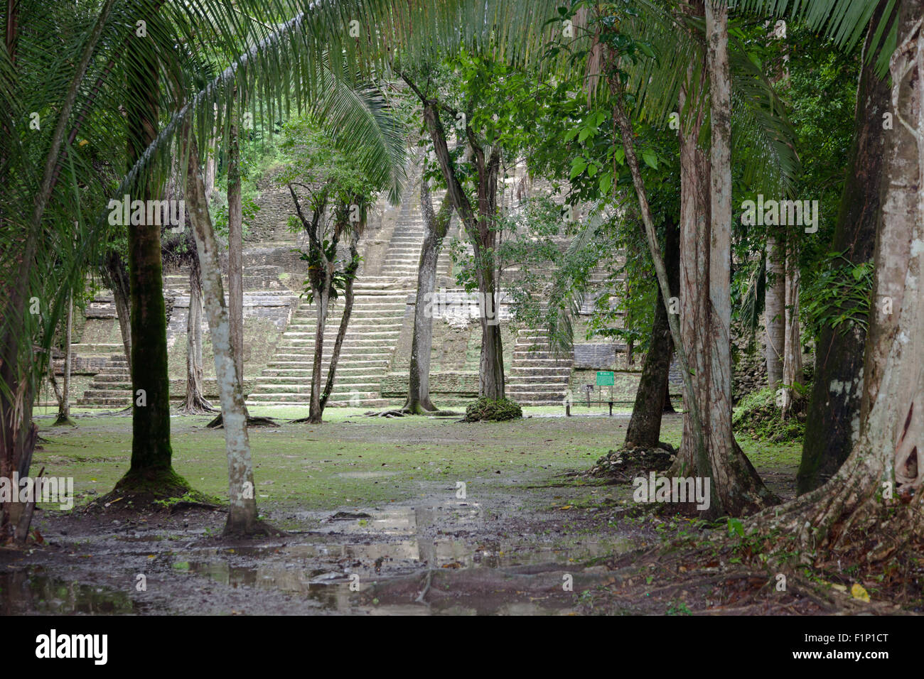 Looking through the jungle trees at the base of the stone High Temple ...