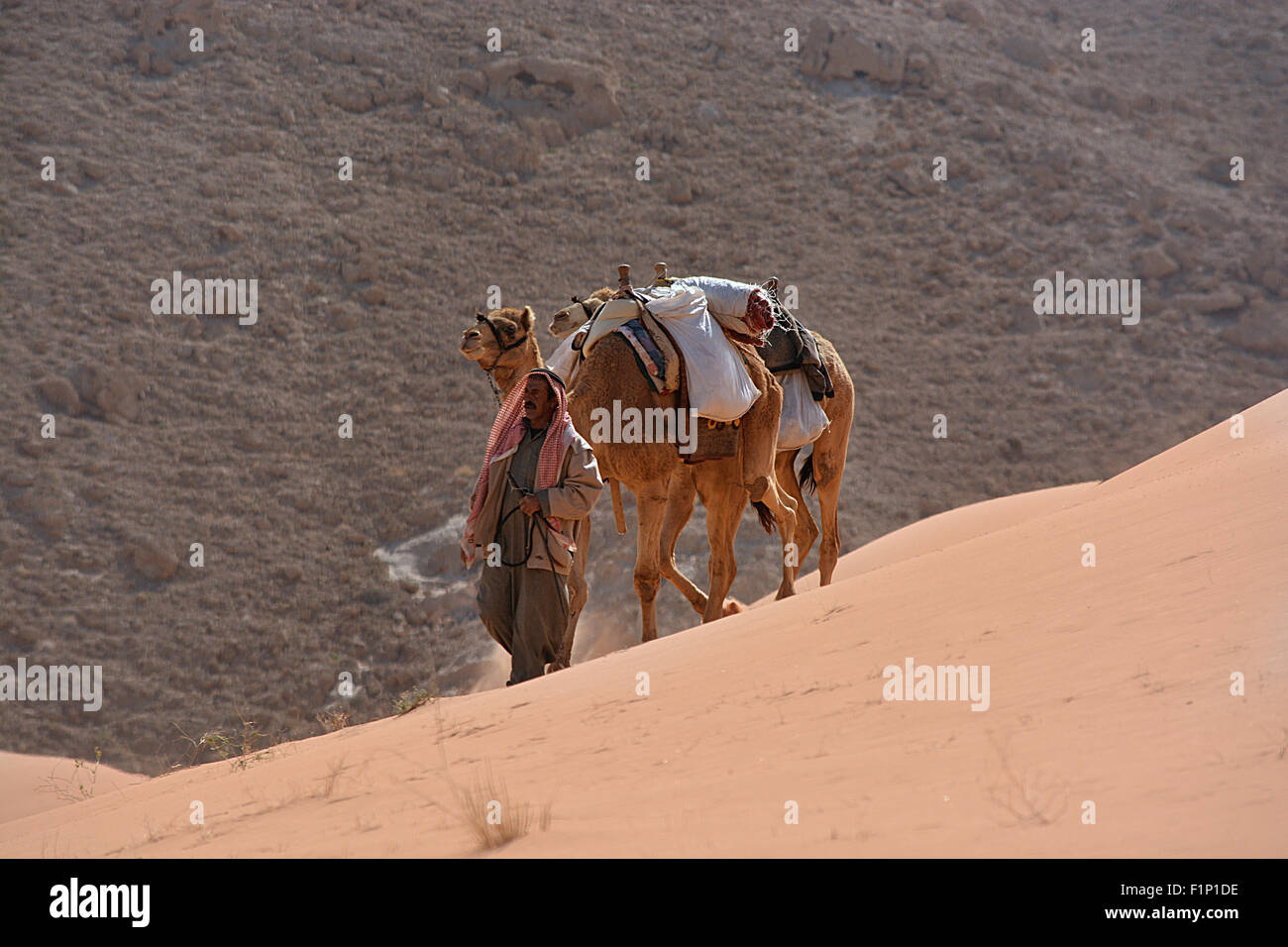 Camel handler hi-res stock photography and images - Alamy
