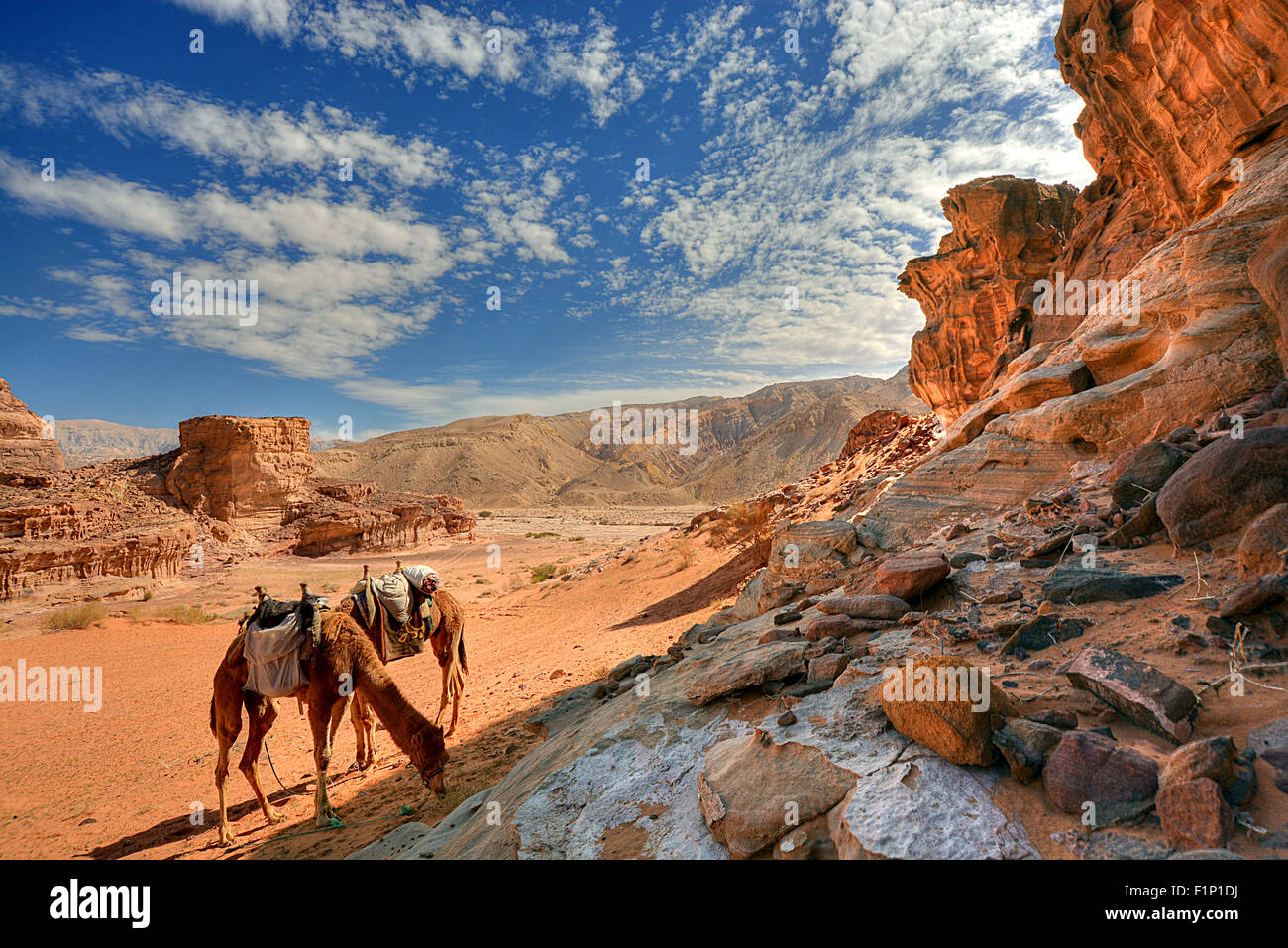 Camel tour in Jordan Stock Photo - Alamy