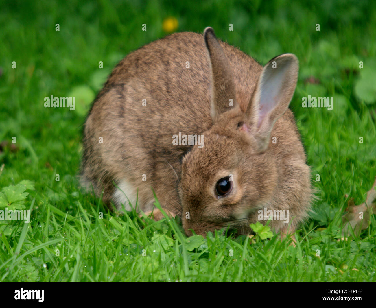 Wild brown rabbit hi-res stock photography and images - Alamy