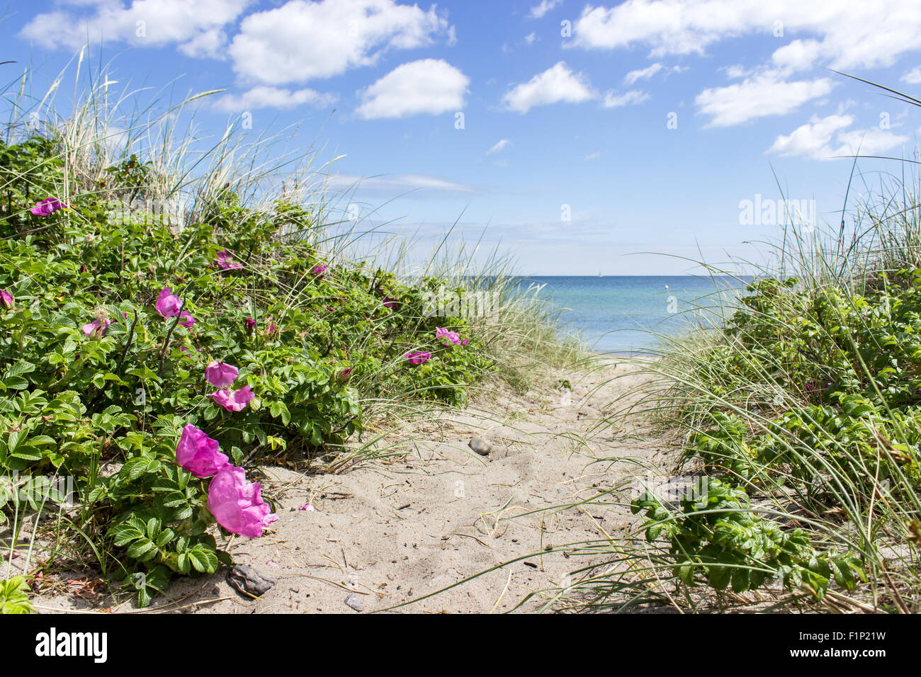 Way with beach roses to the sandy beach Stock Photo - Alamy