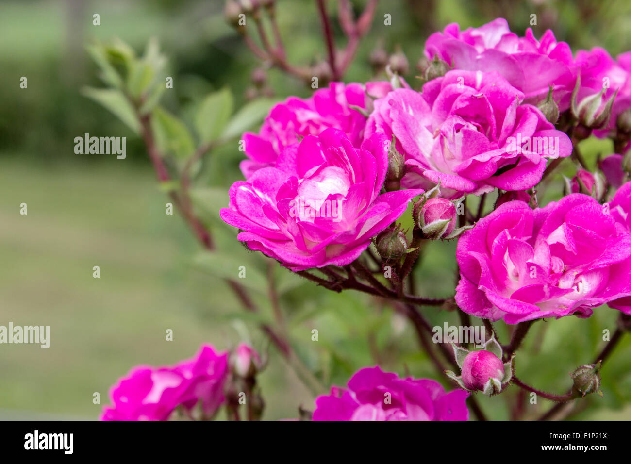 pink roses on the bush Stock Photo - Alamy