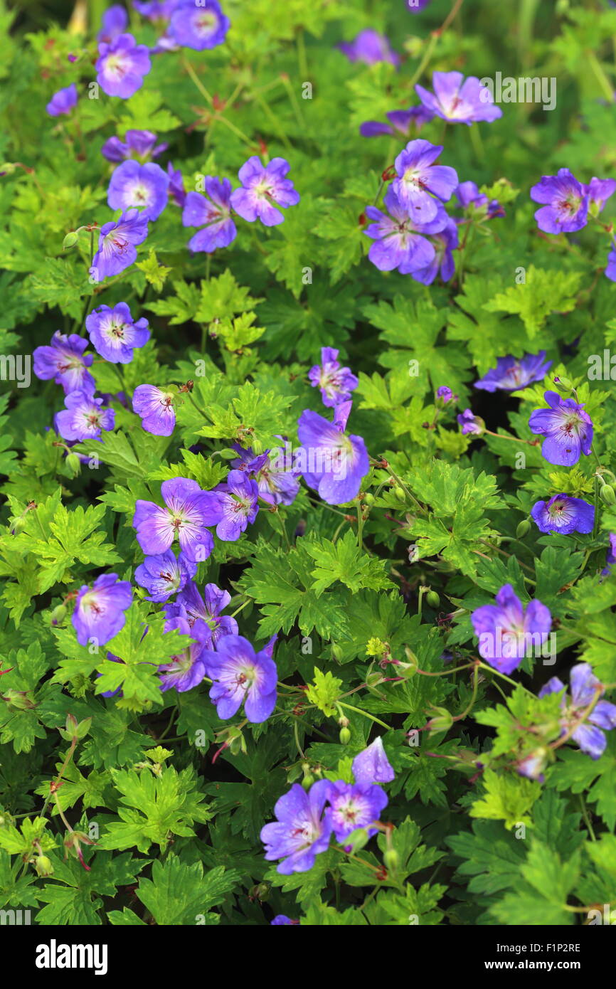 Blue Geranium Stock Photos & Blue Geranium Stock Images - Alamy