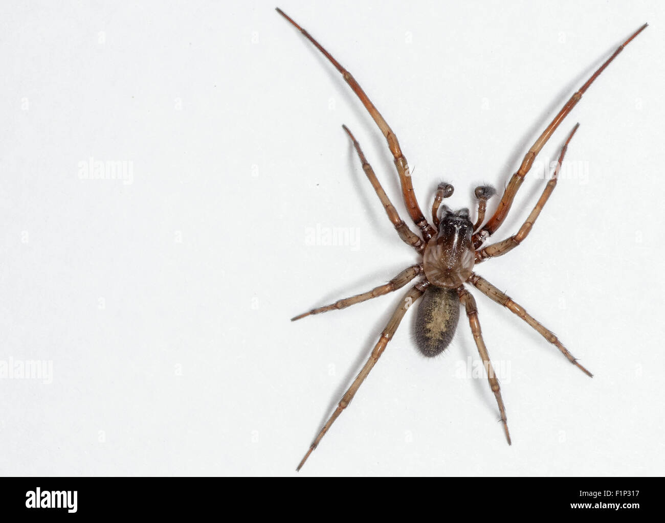 This brown spider has a translucent body where the legs eminate ...