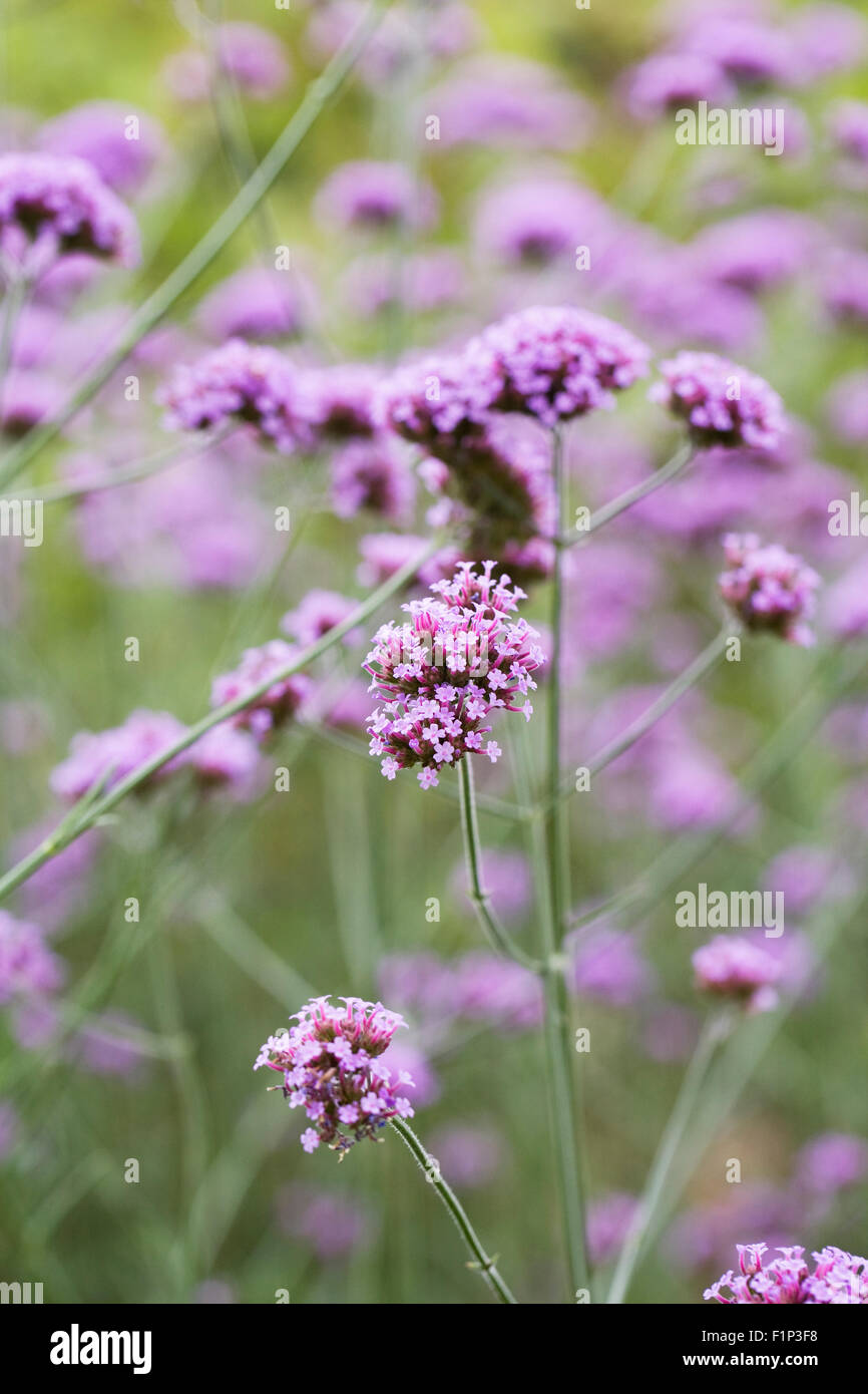 Verbena bonariensis garden hi-res stock photography and images - Alamy