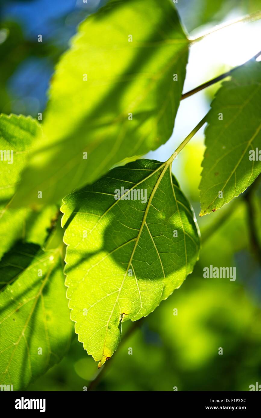 Summer Vegetation. Summer Green Leaves Branches. Summer in the Park ...