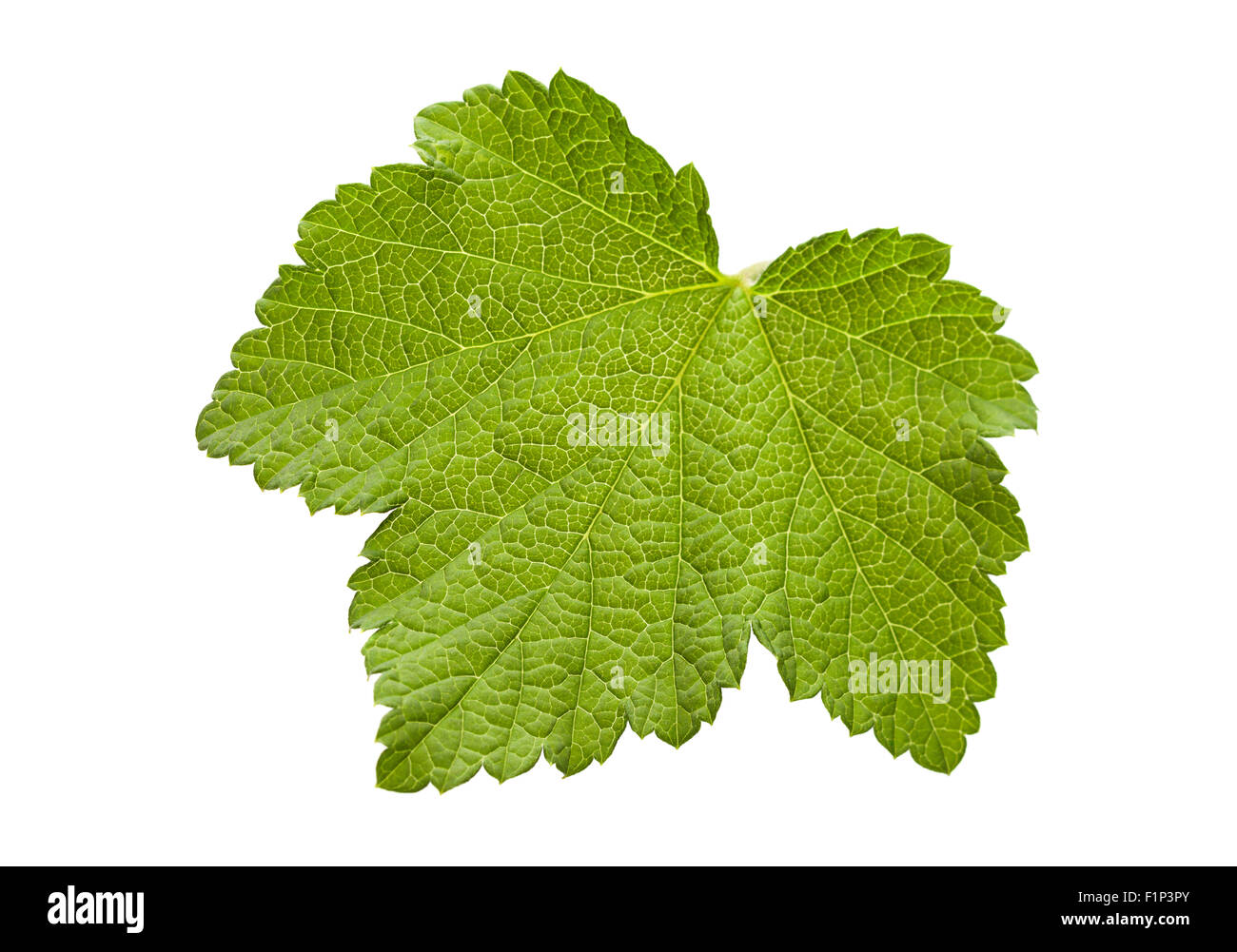 Currant leaf closeup isolated on white background Stock Photo - Alamy