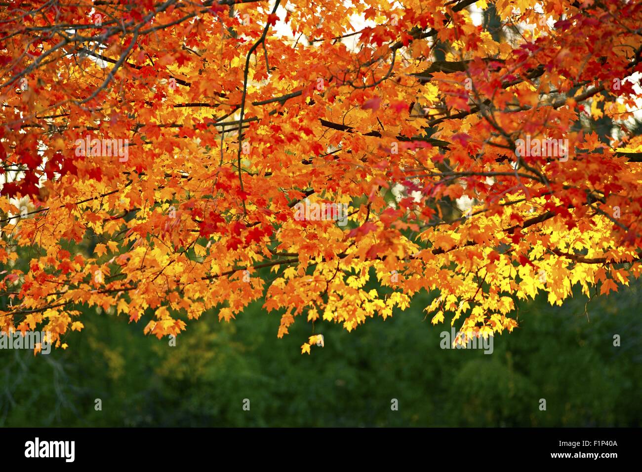 Golden Fall Branches in the Park. Autumn Photo Collection Stock Photo ...