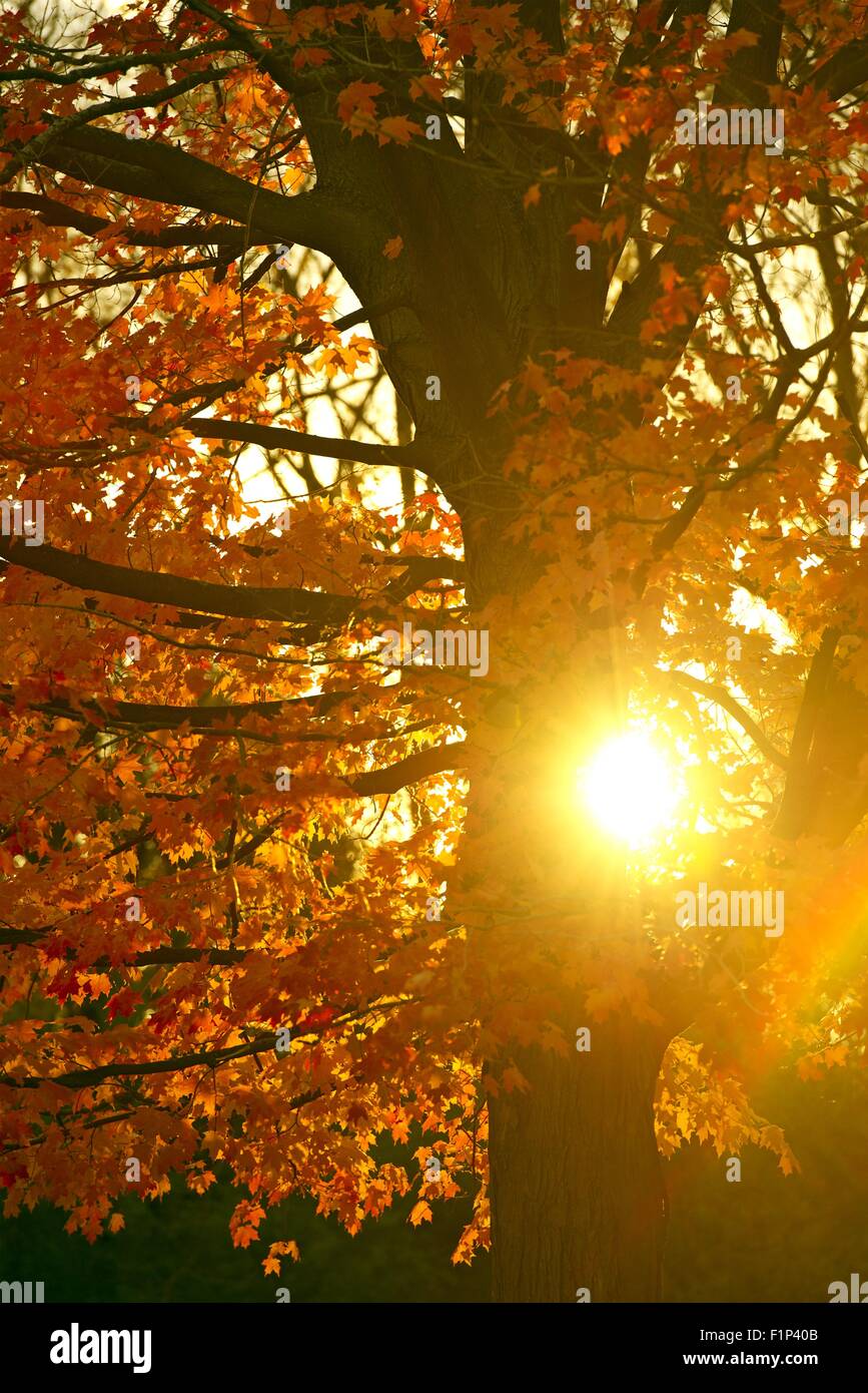 Autumn Sun in the Park. Sunlight Coming Between Maple Tree Branches ...