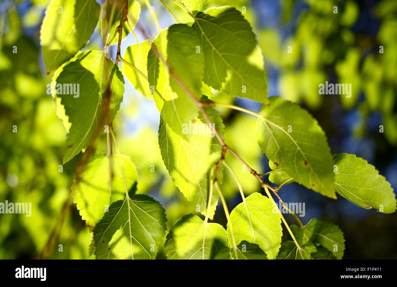 Collection of branches hi-res stock photography and images - Alamy