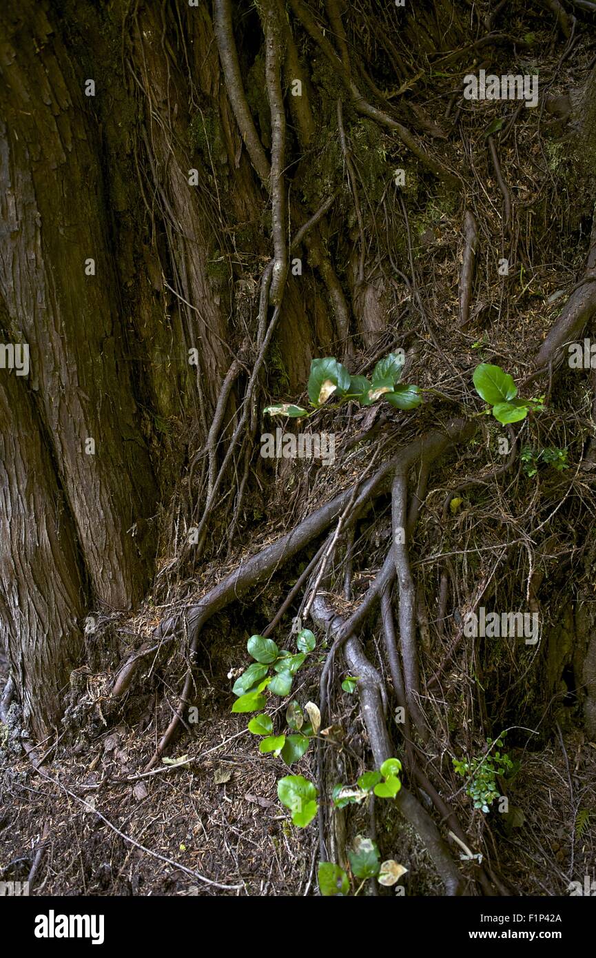 Rainforest Tree Roots Closeup. Washington Rainforest Theme. Nature ...