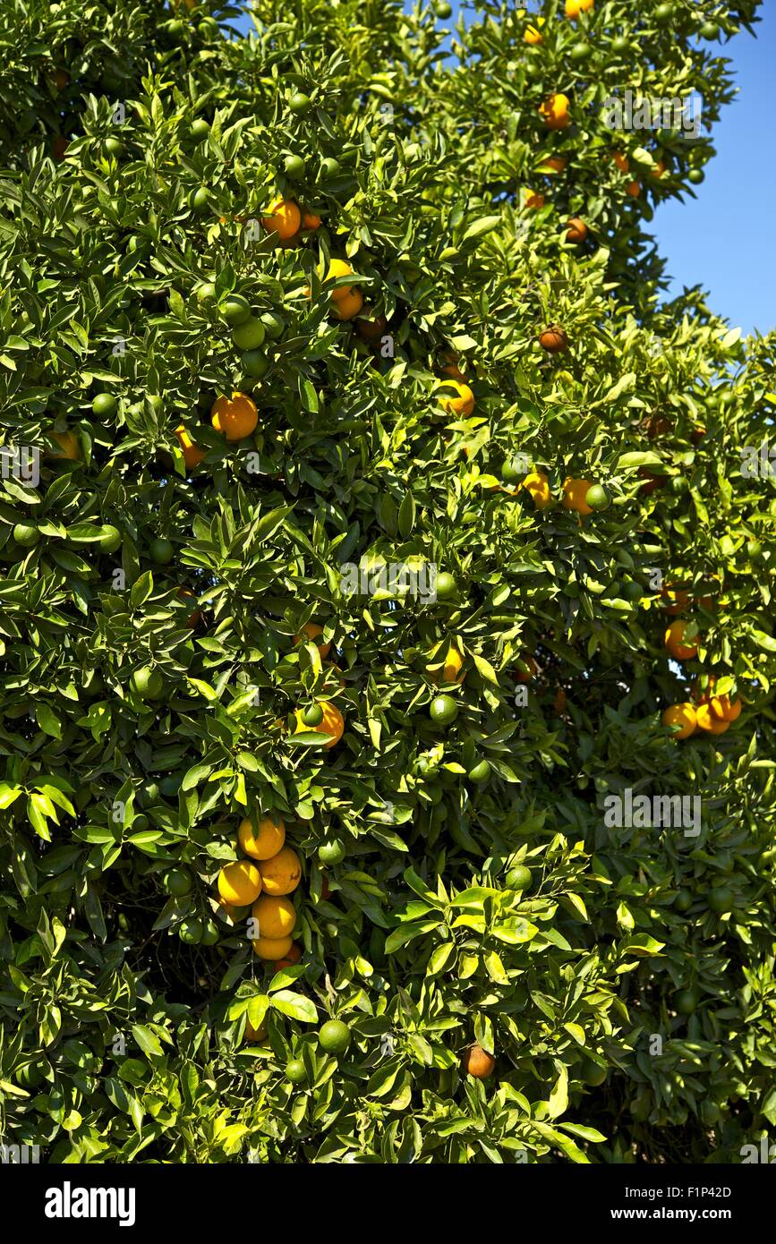 Oranges - Orange Tree in Californian Garden. Vertical Orange Tree ...