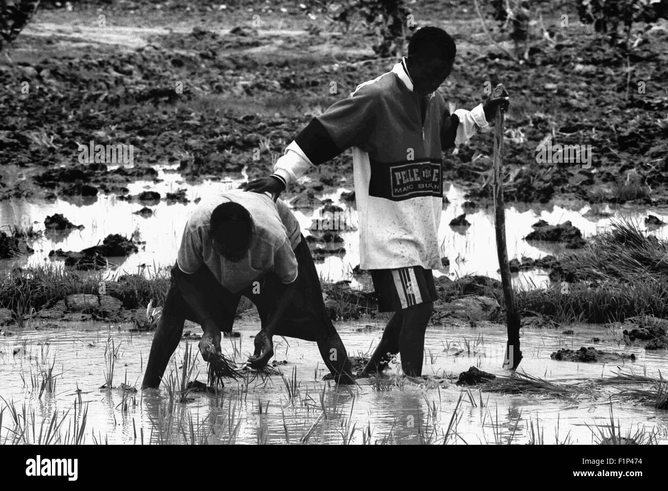 Landscape rice field on Black and White Stock Photos & Images - Alamy