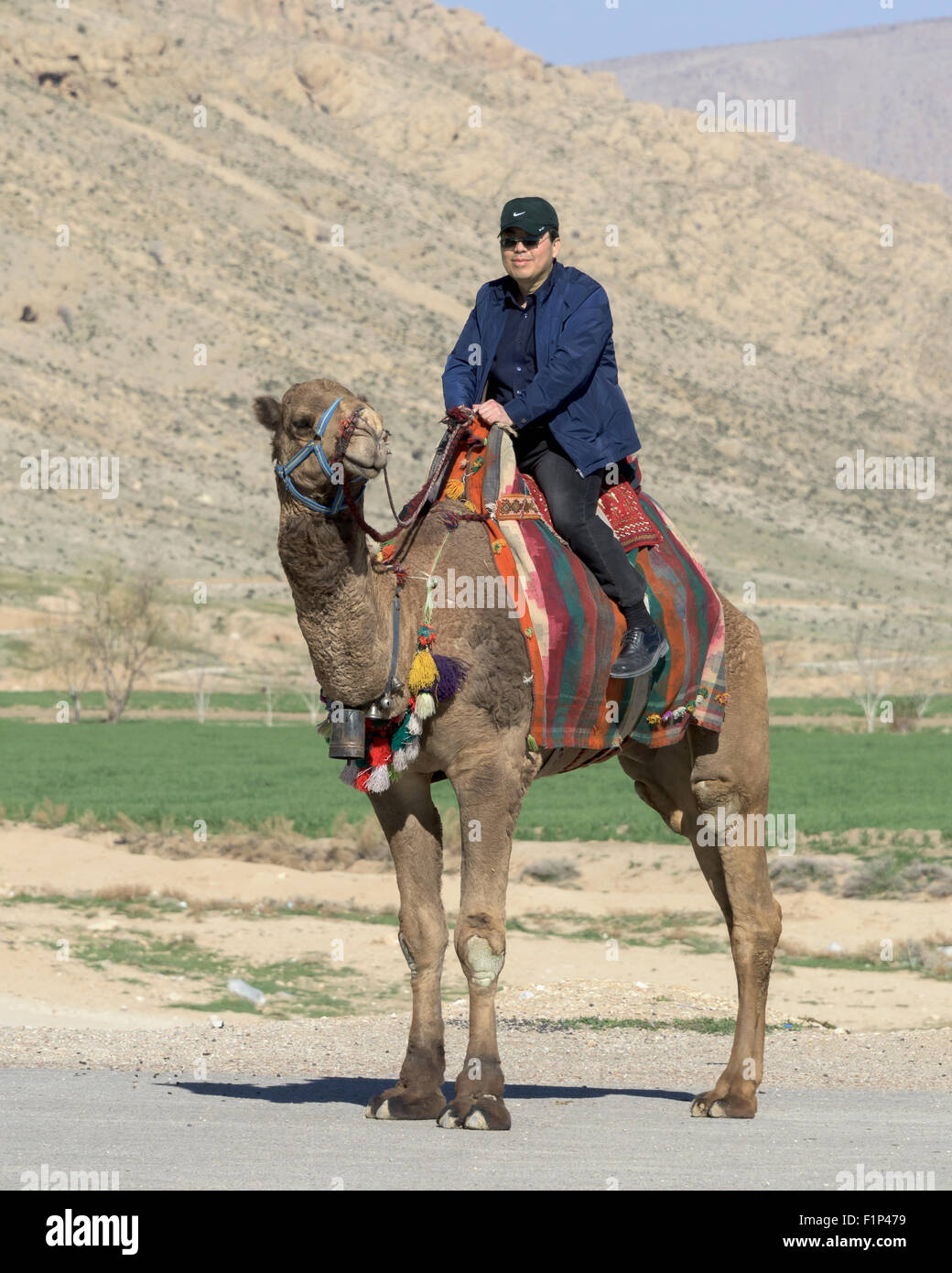 Camel fields hi-res stock photography and images - Alamy