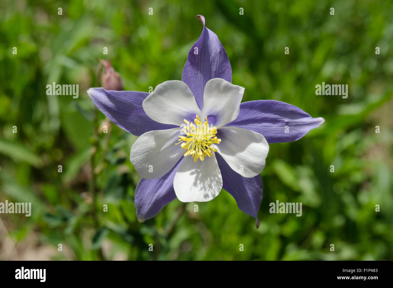 A white and purple columbine flower in the Colorado wilderness Stock ...