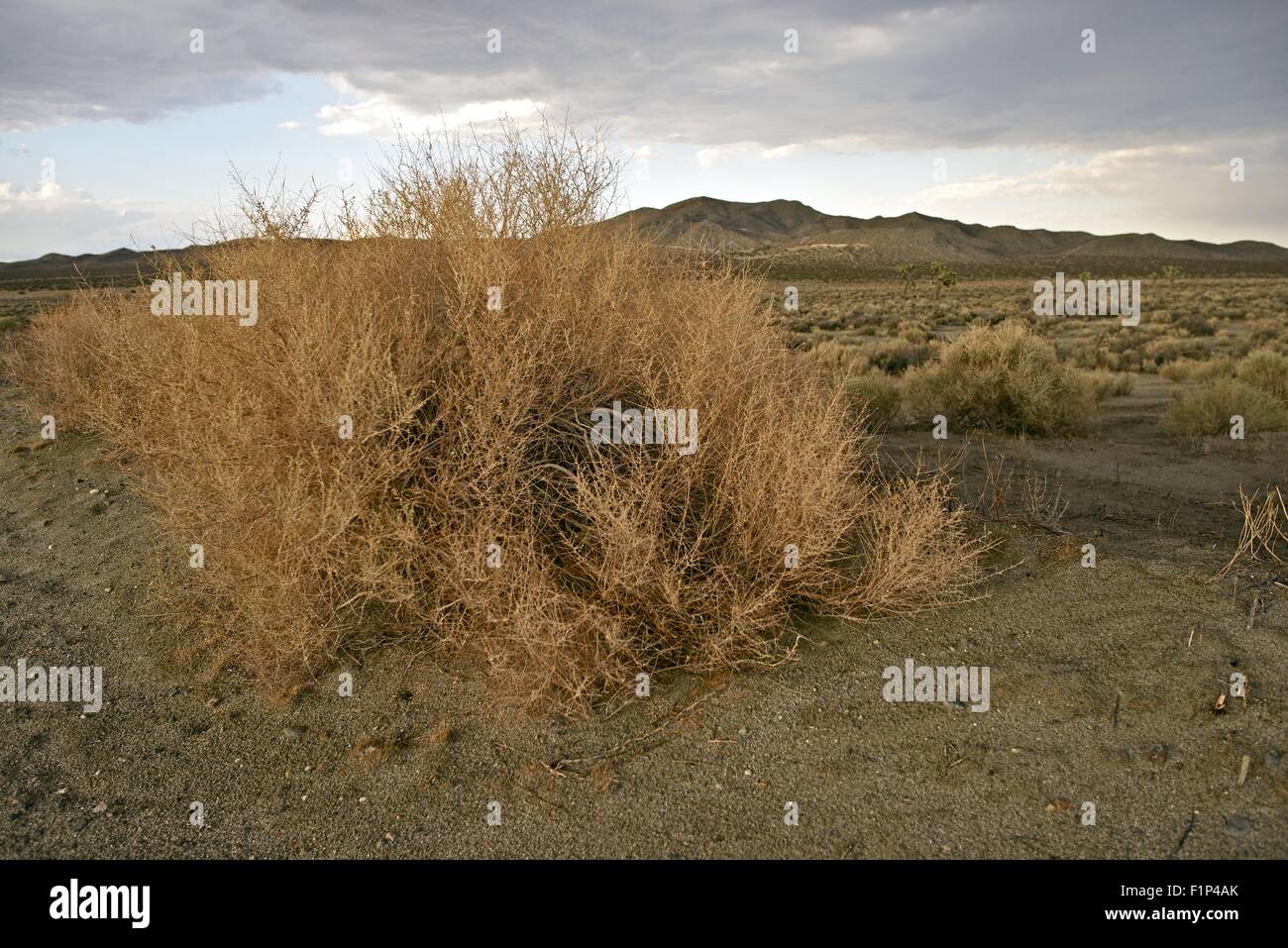 California Mojave Desert Landscape. California, USA. Nature Photography ...