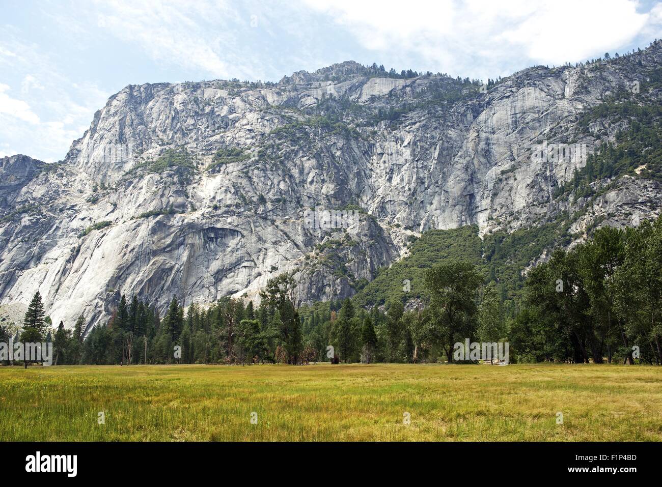 Yosemite Valley Meadow. Yosemite Valley During Summer. Horizontal ...