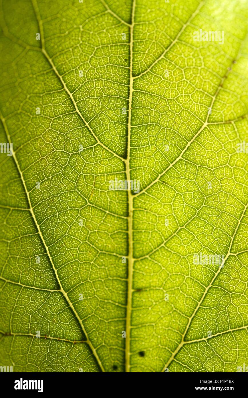 Green Leaf Background - Vertical Macro Leaf Photo Stock Photo - Alamy