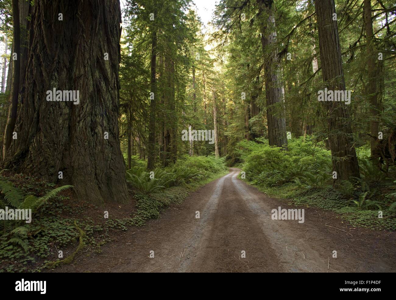 Redwood Forest Country Road. Unpaved Road Through Redwood. Northern ...