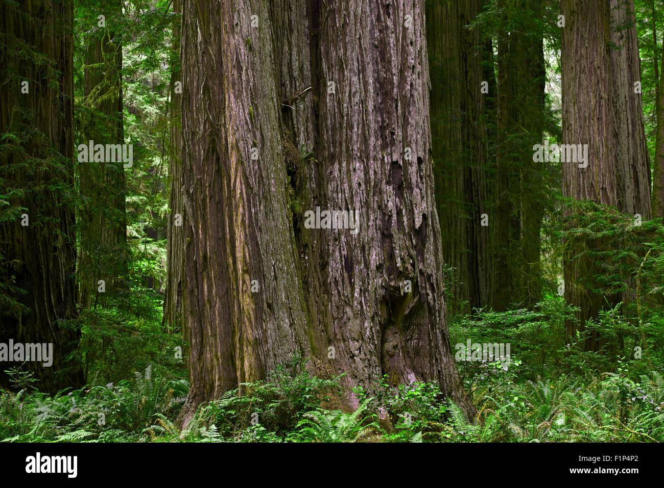 Forestry Theme. Redwood Forest of Northern California, USA. Forest ...