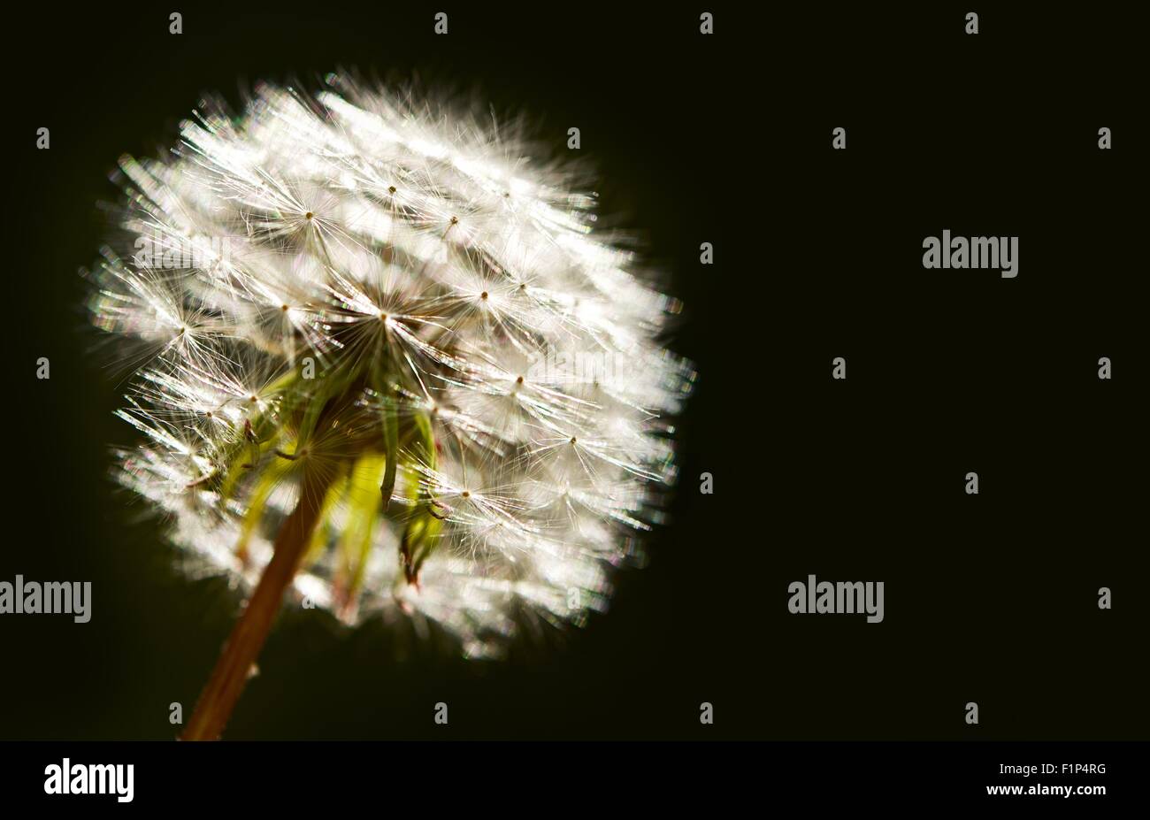 Dandelion on Black Solid Background. Dandelion in Sunlight. Nature ...