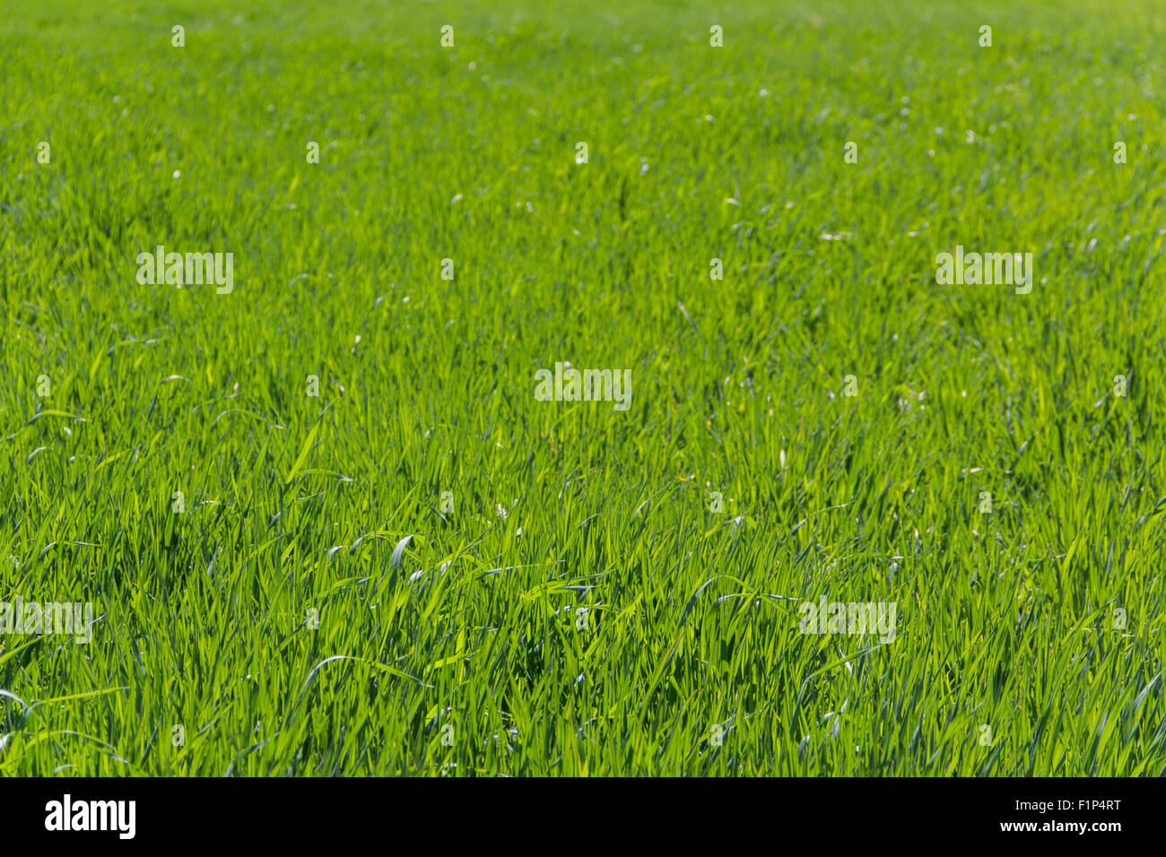 bright green grass Stock Photo - Alamy
