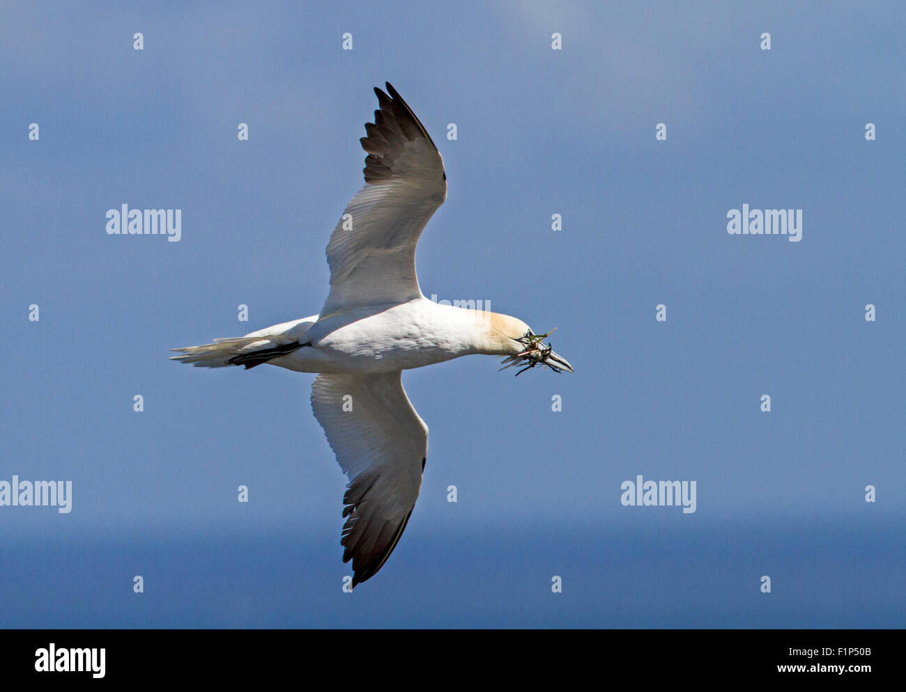 Gannet in breeding plumage hi-res stock photography and images - Alamy