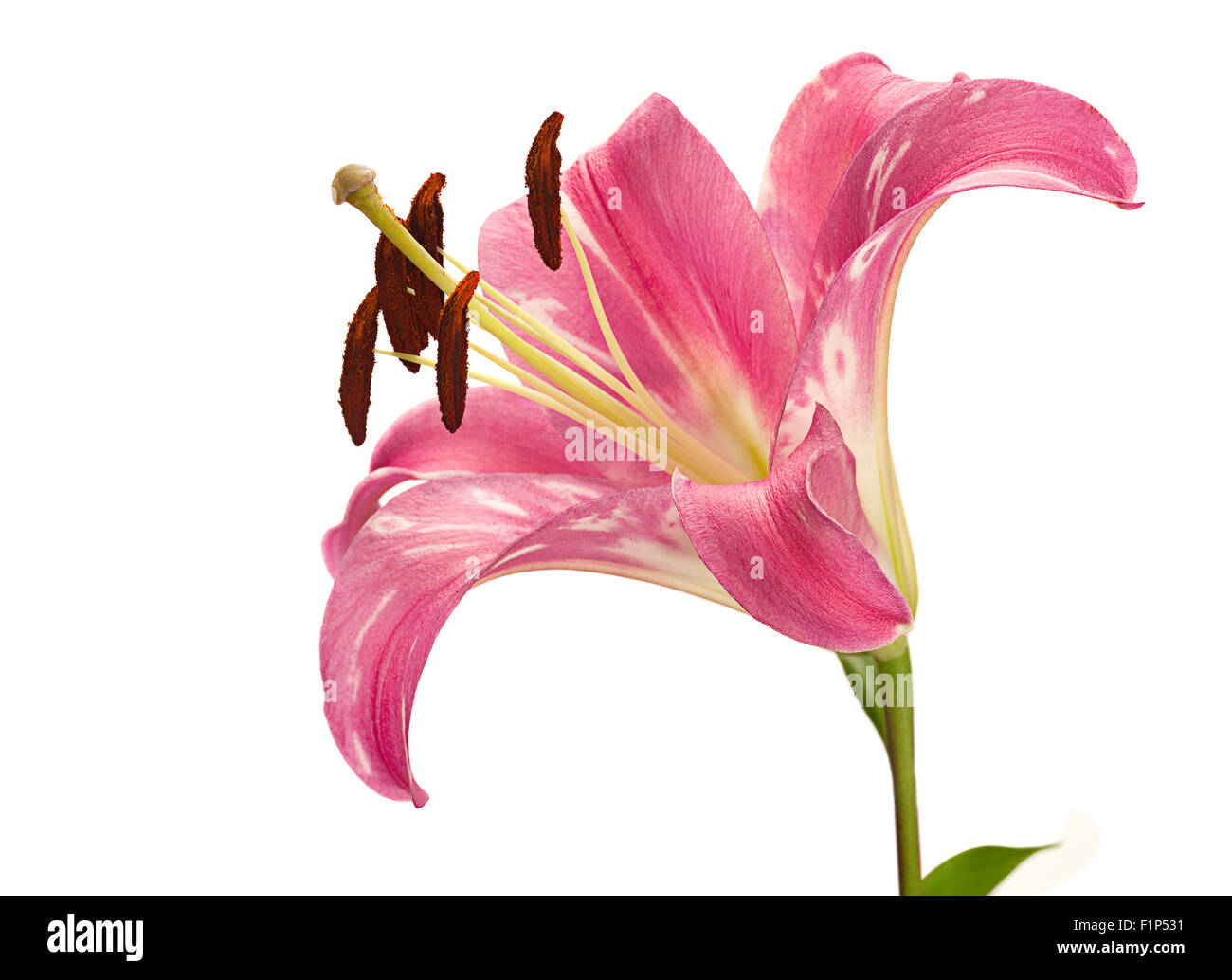 Pink lily flower head closeup isolated on white Stock Photo - Alamy