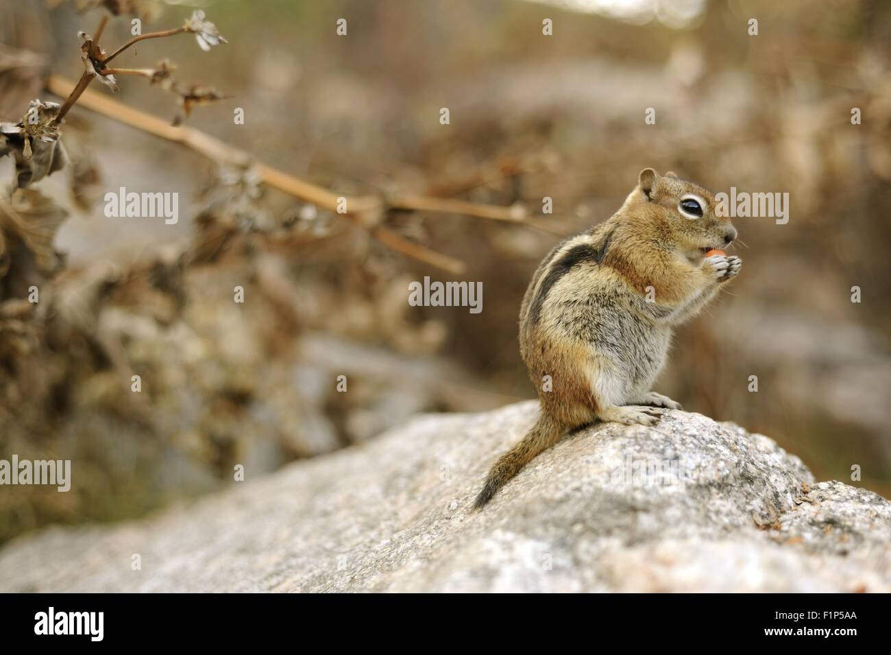 Chipmunk on the Large Stone. Colorado Chipmunk. Colorado USA. Chipmunks ...