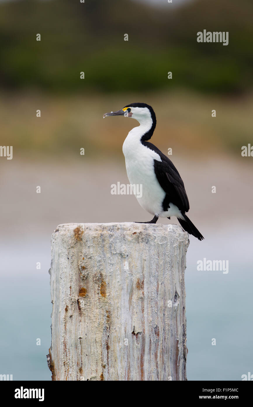 Australian shag hi-res stock photography and images - Alamy