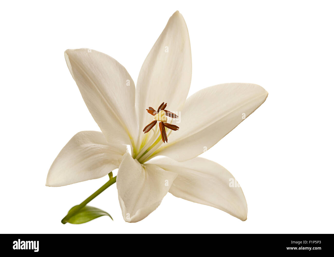 White lily flower head closeup isolated Stock Photo - Alamy