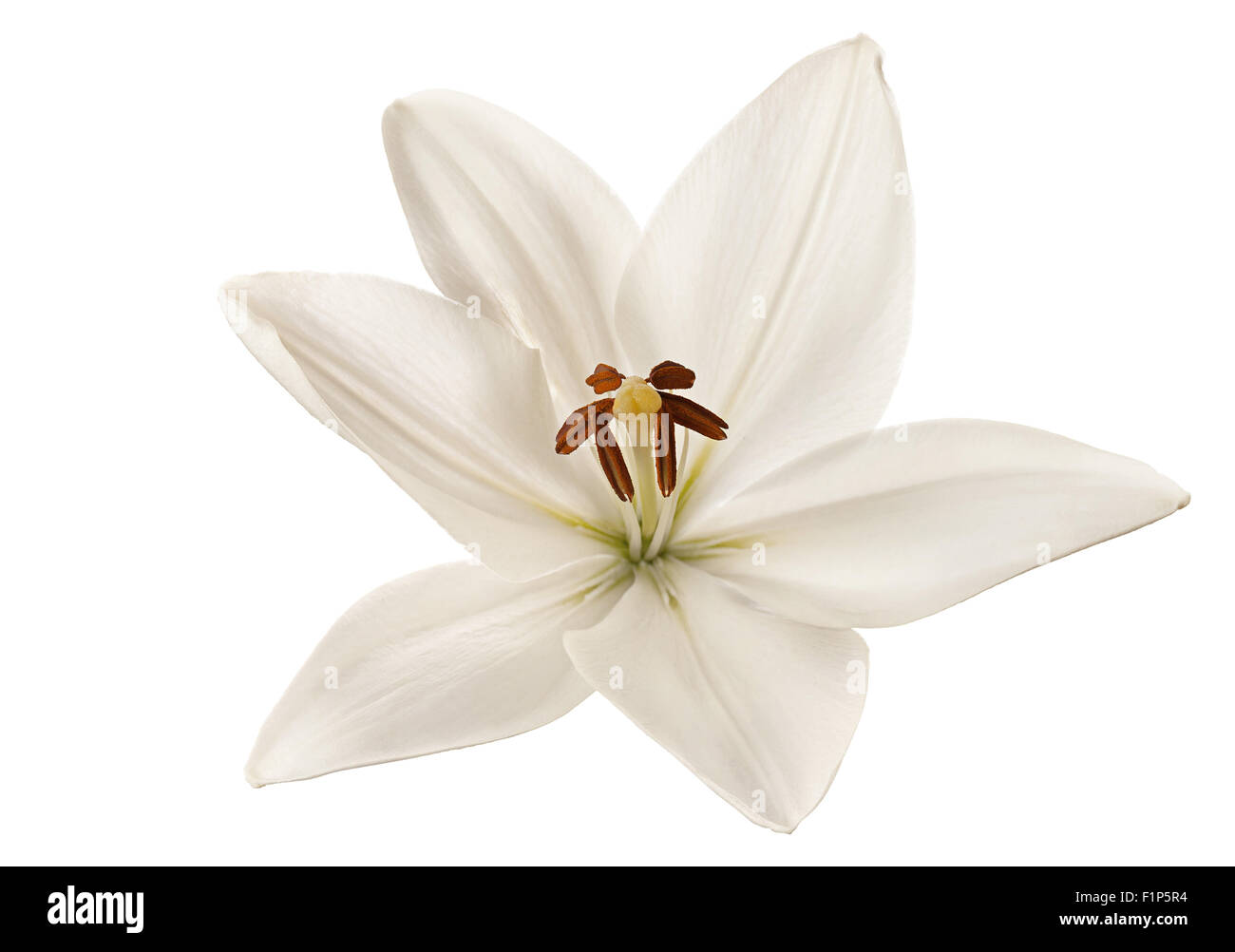 White lily flower head closeup isolated Stock Photo - Alamy
