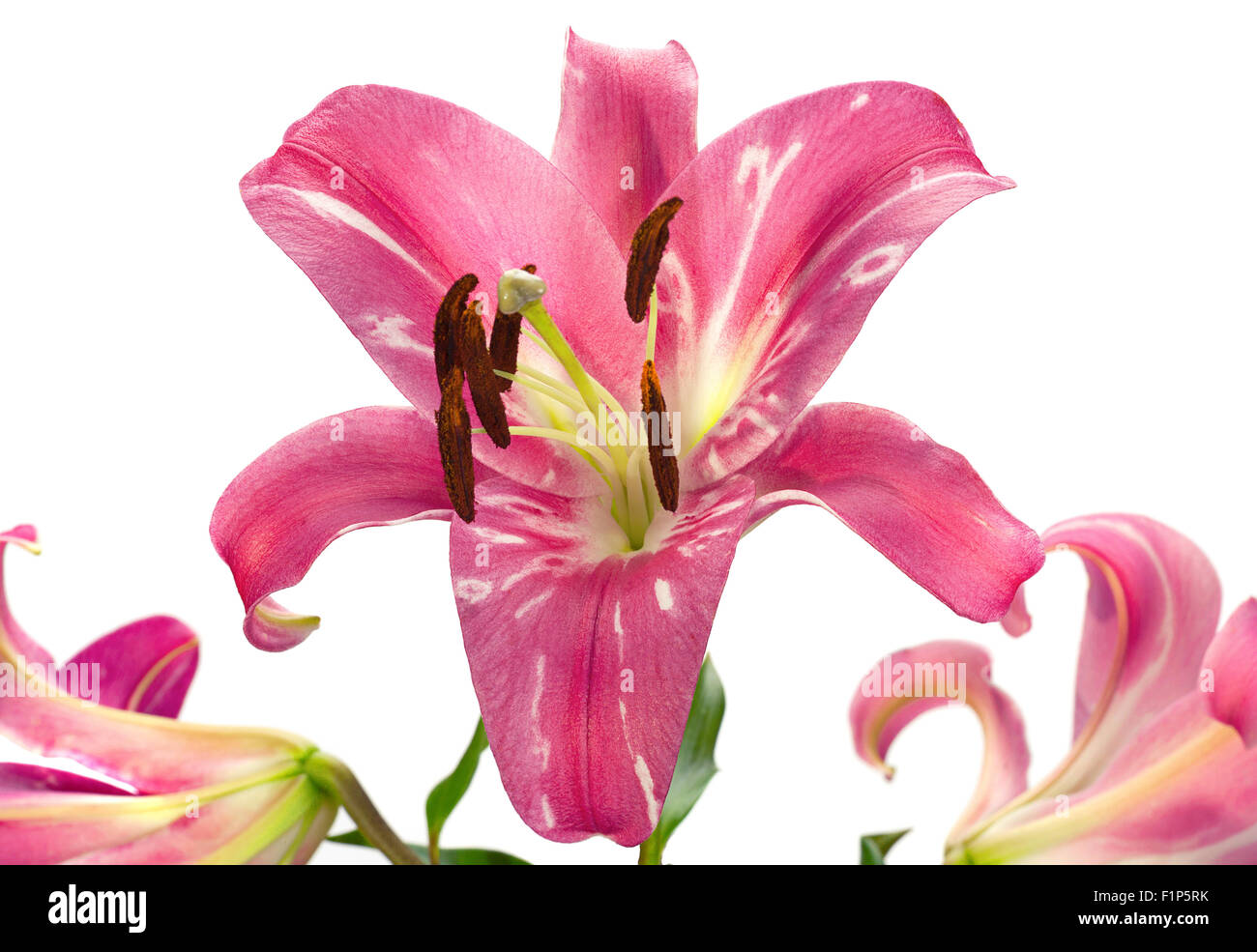 Pink lily flower head closeup isolated Stock Photo - Alamy