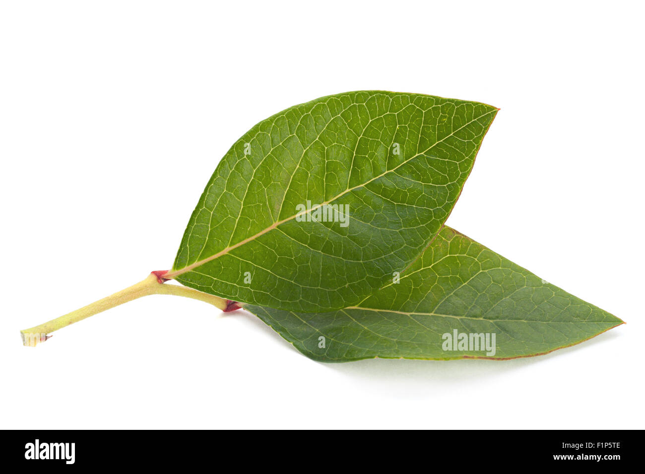 Blueberry leaf closeup isolated on white Stock Photo - Alamy