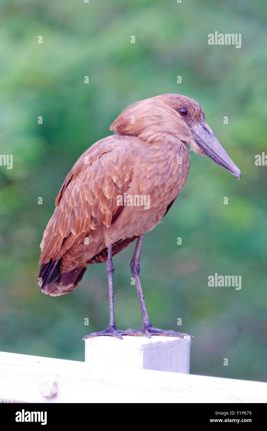 Hamerkop scopus umbretta queen hi-res stock photography and images - Alamy