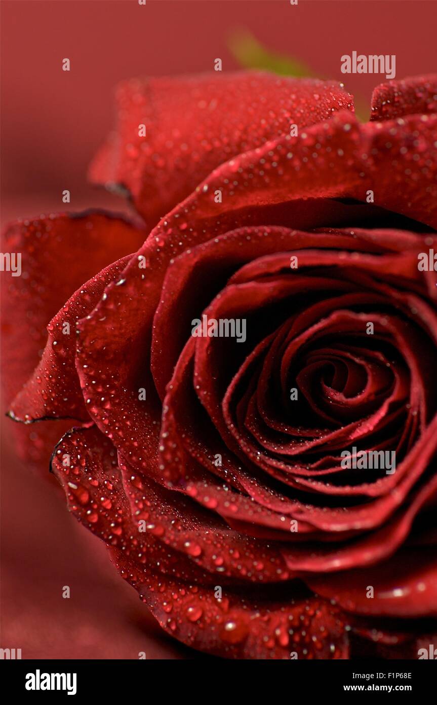 Rose as cut hi-res stock photography and images - Alamy