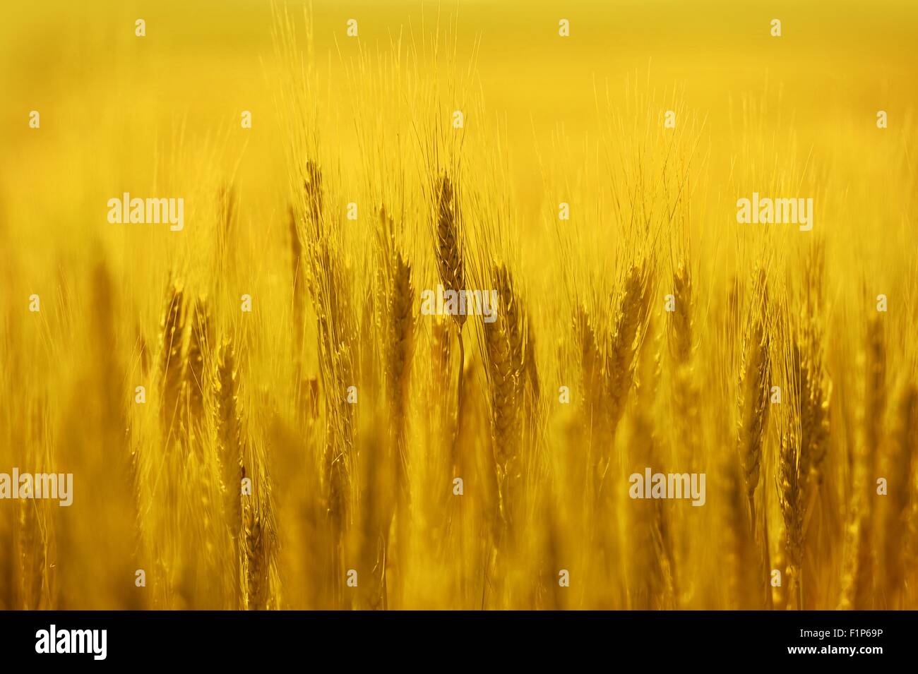 Golden Rye Field. Summer Background - Golden Rye Closeup Stock Photo ...