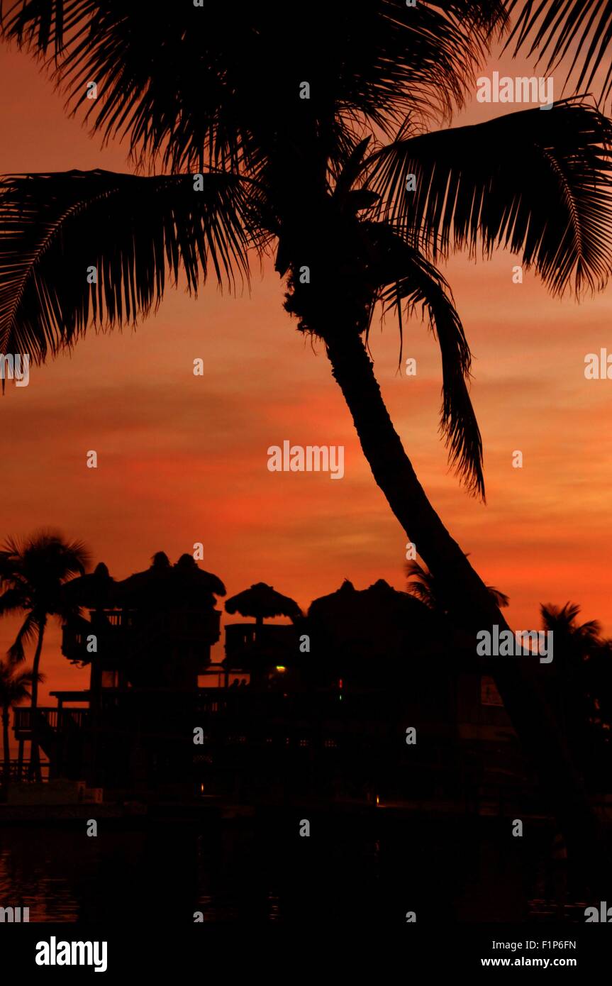 Palm trees sunset tropical hi-res stock photography and images - Alamy