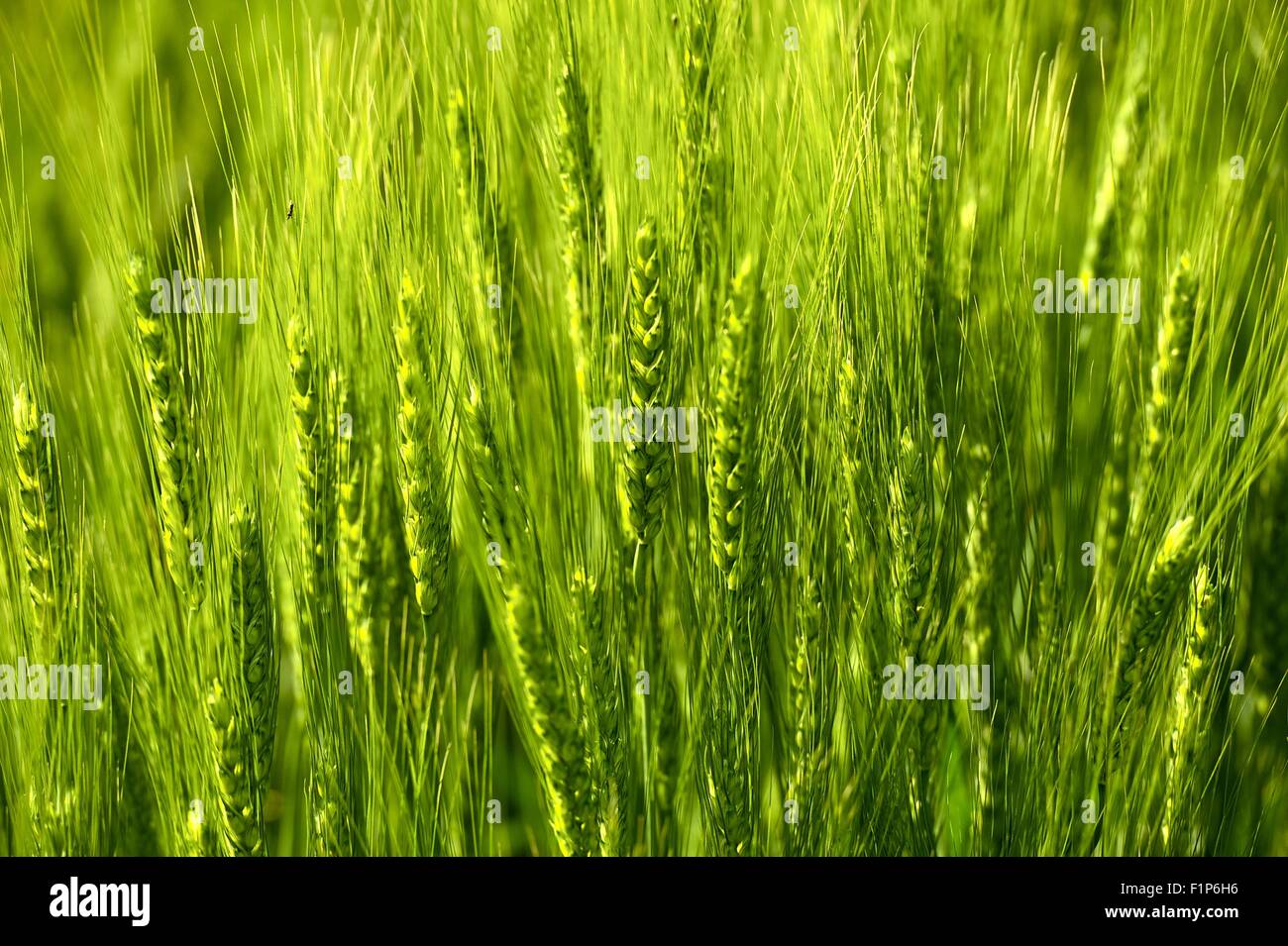 Green Rye Ears Background - Horizontal Photo. Organic Rye Photo ...
