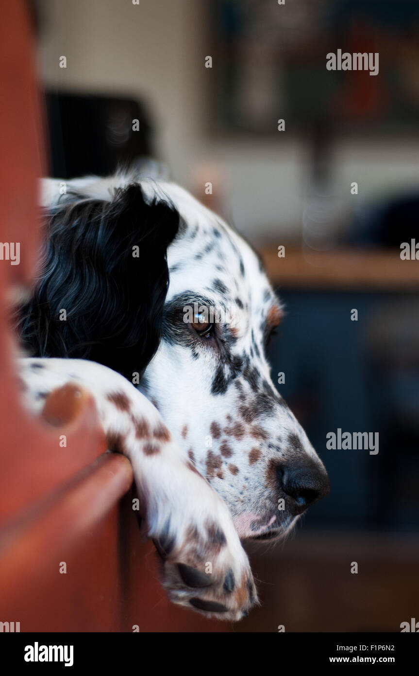 English setter dog hi-res stock photography and images - Alamy