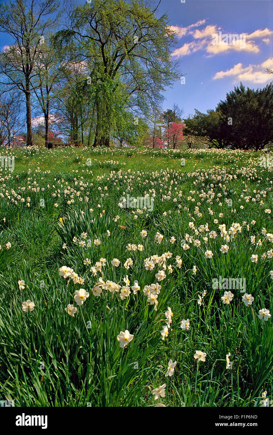 Virginia state flower hi-res stock photography and images - Alamy