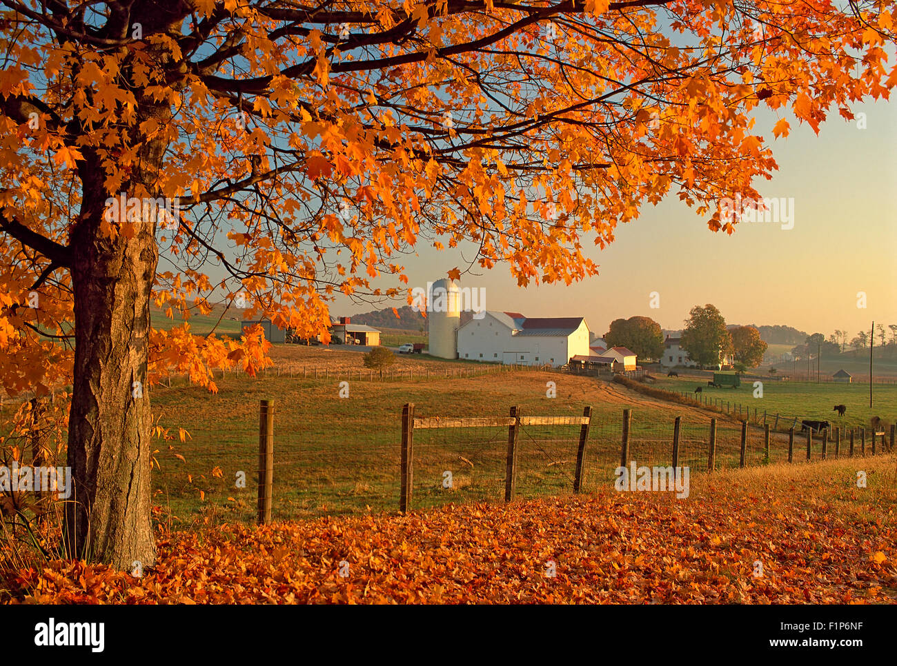 Farm and Maple tree at sunrise, Parnassus, Virginia, USA Stock Photo ...