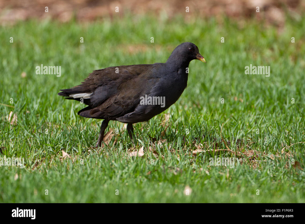 Australian native waterbird hi-res stock photography and images - Alamy