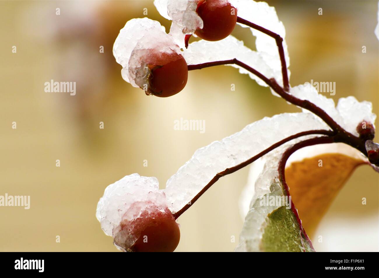 Early Winter - Frozen Tree Branch. Horizontal Nature Photography Stock ...