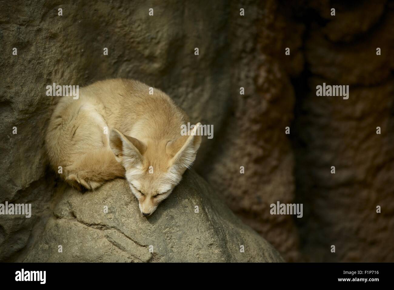 Sleeping Fennec Fox. Fennec Fox Sleeping on the Rock - Horizontal ...